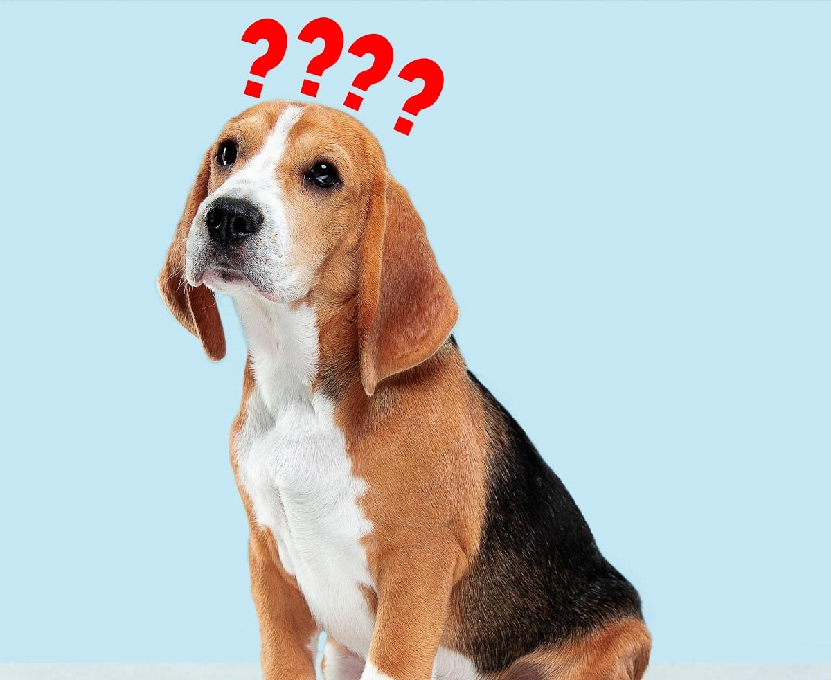 Tuổi thọ của các loại chó là bao nhiêu